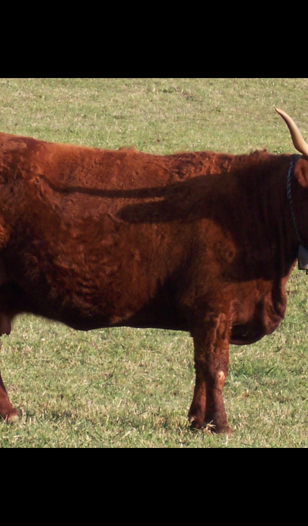 fat cow Wallpaper -- HD Wallpapers of fat cows! - App on Amazon Appstore