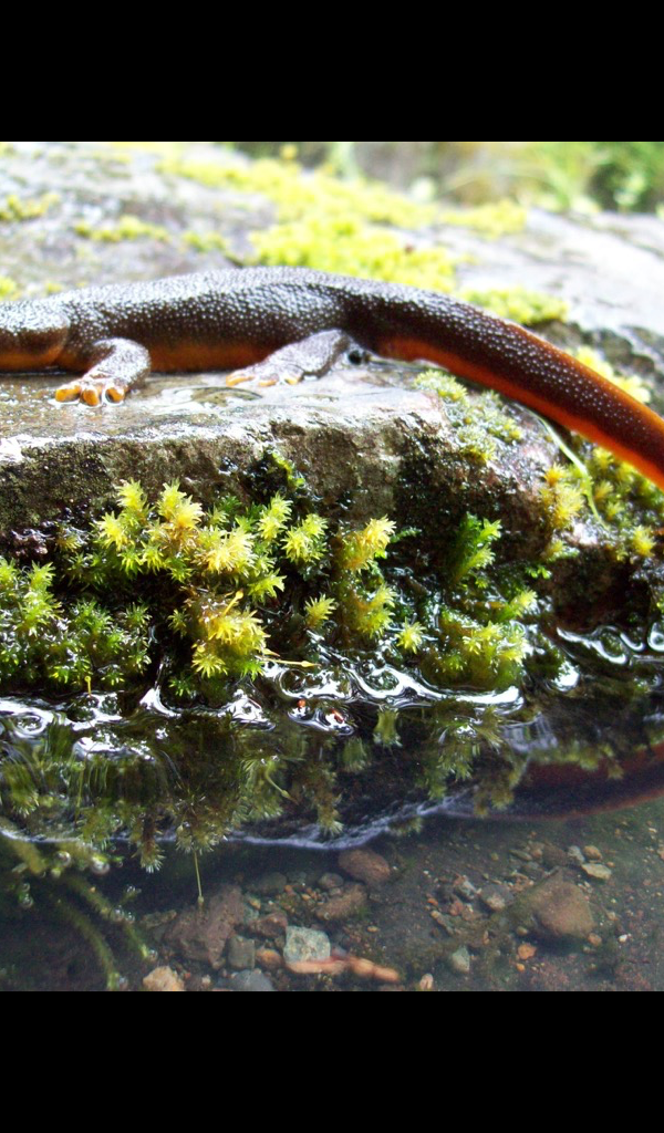 Newt Wallpaper -- HD Wallpapers of Newts!:www.amazon.com:Appstore for ...