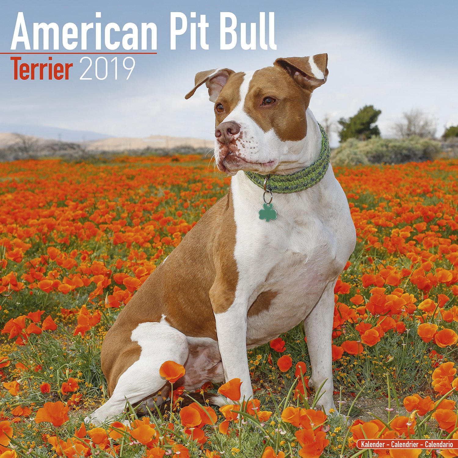 American Pit Bull Terrier Calendar - Dog Breed Calendars - 2018 - 2019 ...
