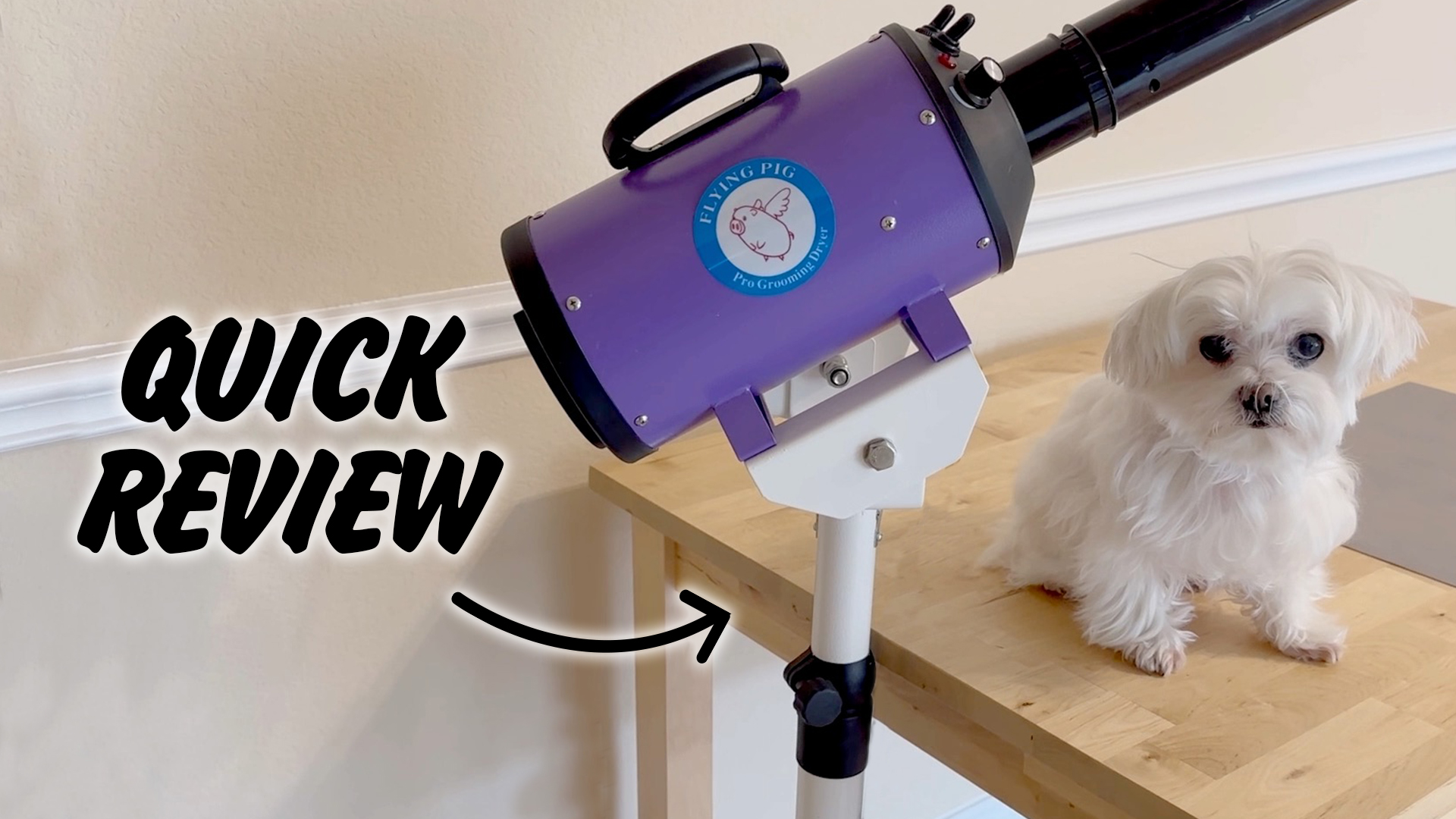 Watch QUICK LOOK& Flying Pig Grooming Dryer with Stand on Amazon Live