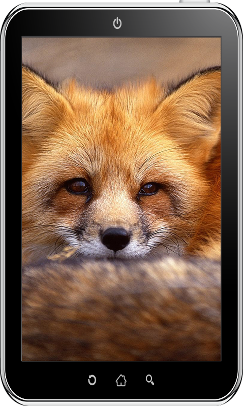 Aplicación Fox Wallpaper HD en Amazon Appstore