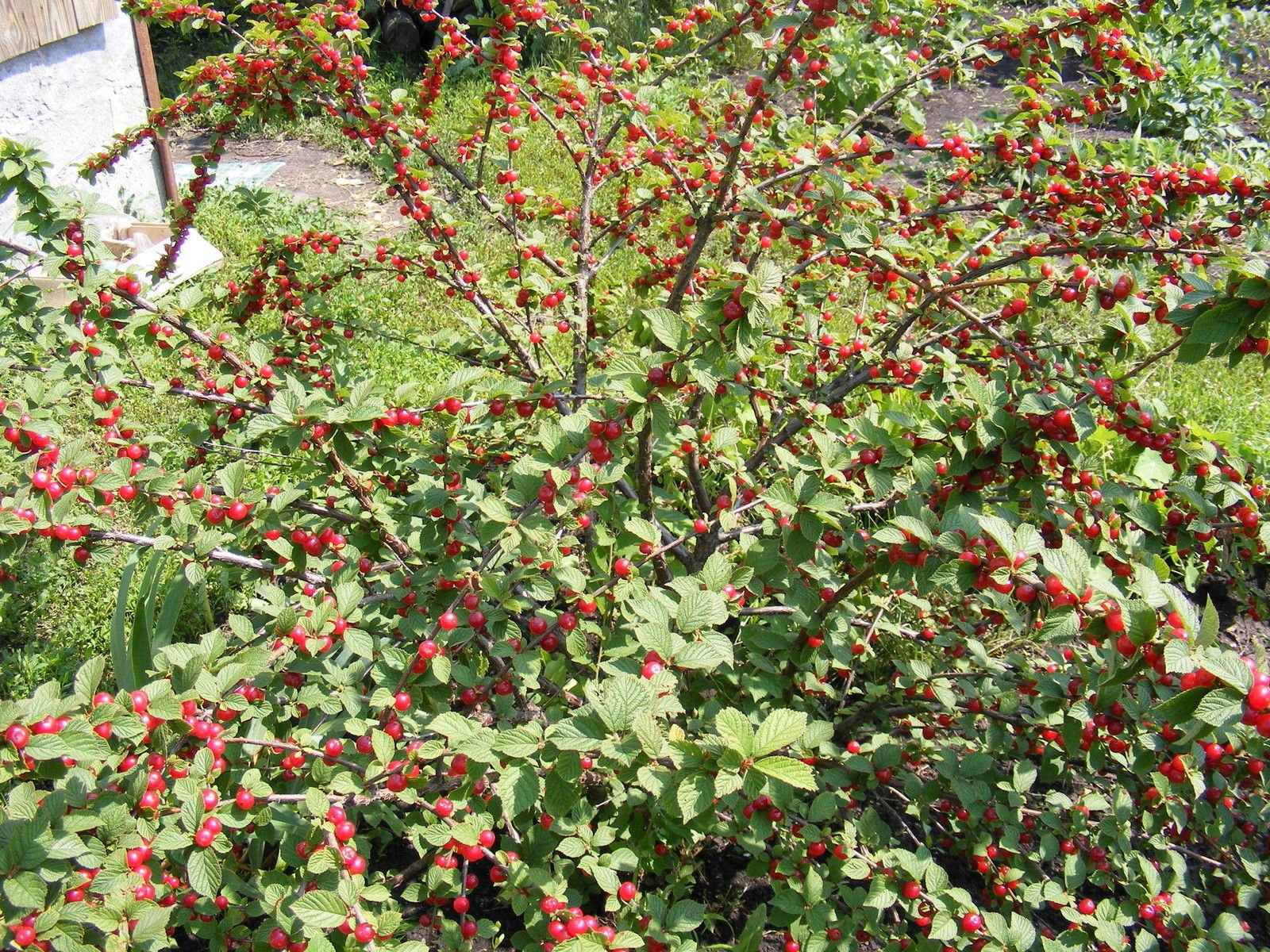 Nanking Bush Cherry Tree