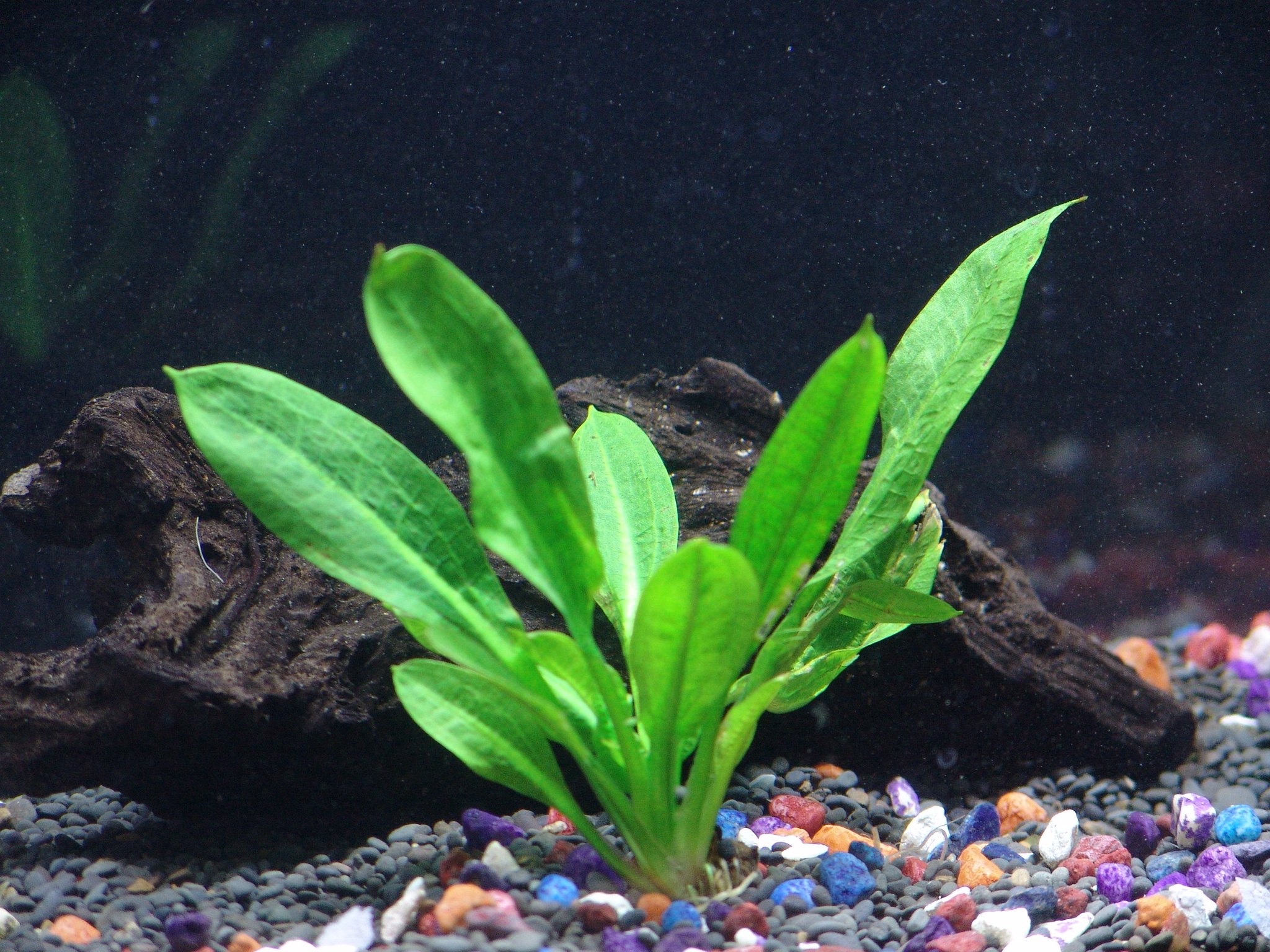 Rosette Aquarium Plants: Care, Picks & Tank Guide 2026 - Insider Fish