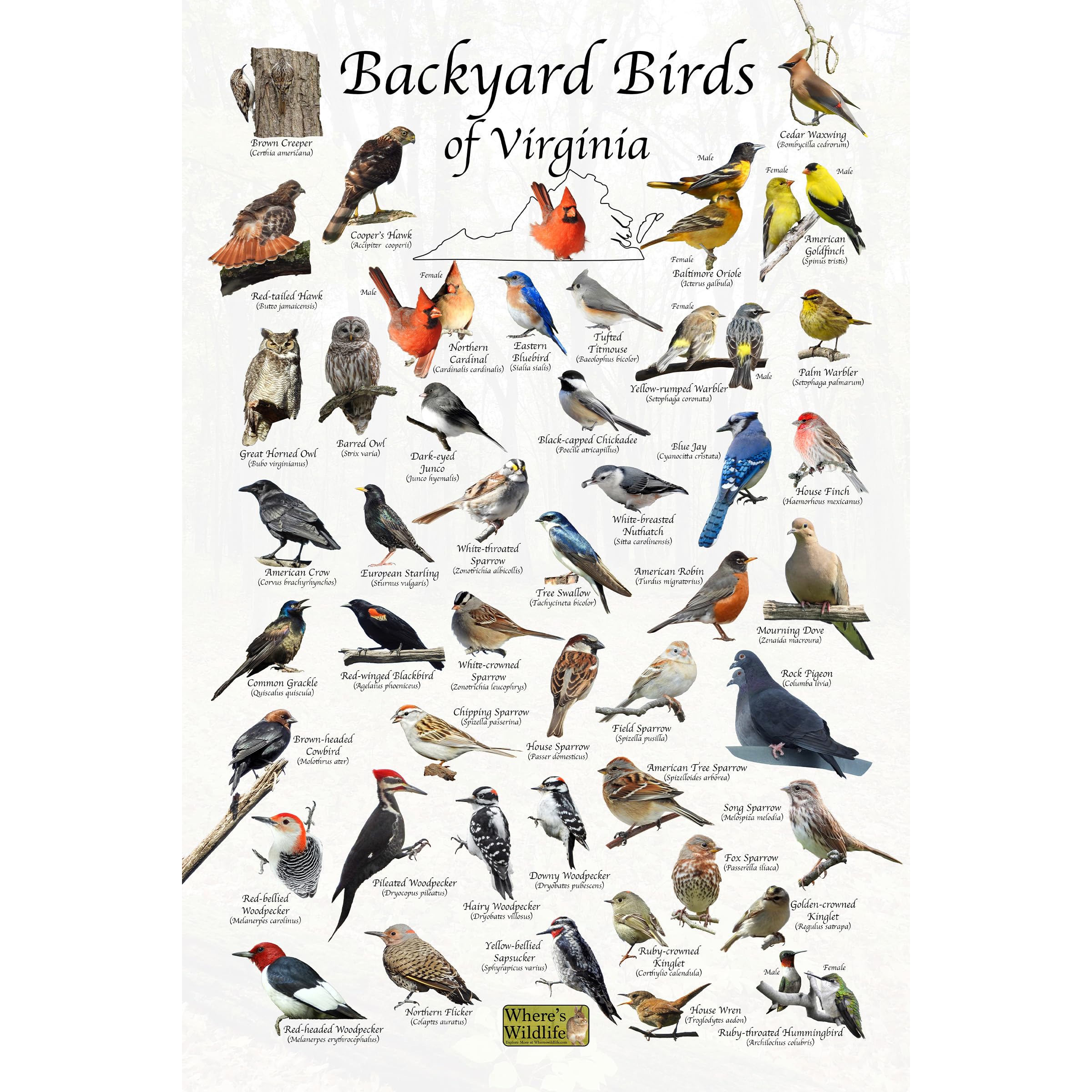 Birds Of Virginia Identification