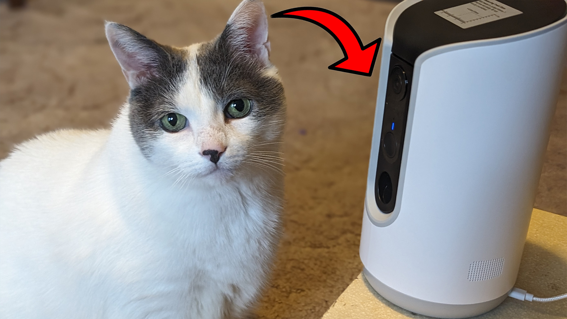 Watch This Treat Tossing Camera is Great for Cats and Dogs! on Amazon Live