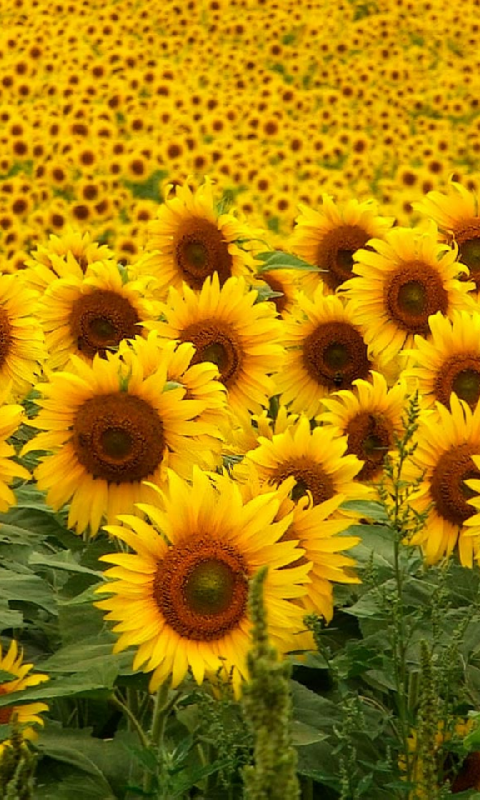 Sunflowers Live Wallpapers:Amazon.de:Appstore for Android