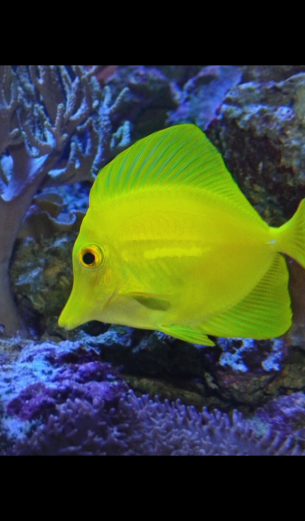 Tropical Fish Wallpaper -- HD Wallpapers of Tropical Fish!:www.amazon ...