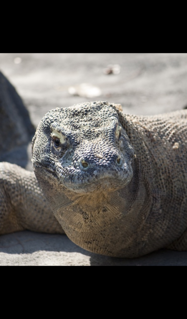 Komodo Dragon Wallpaper 100+] Komodo Dragon Pictures | Wallpapers.com