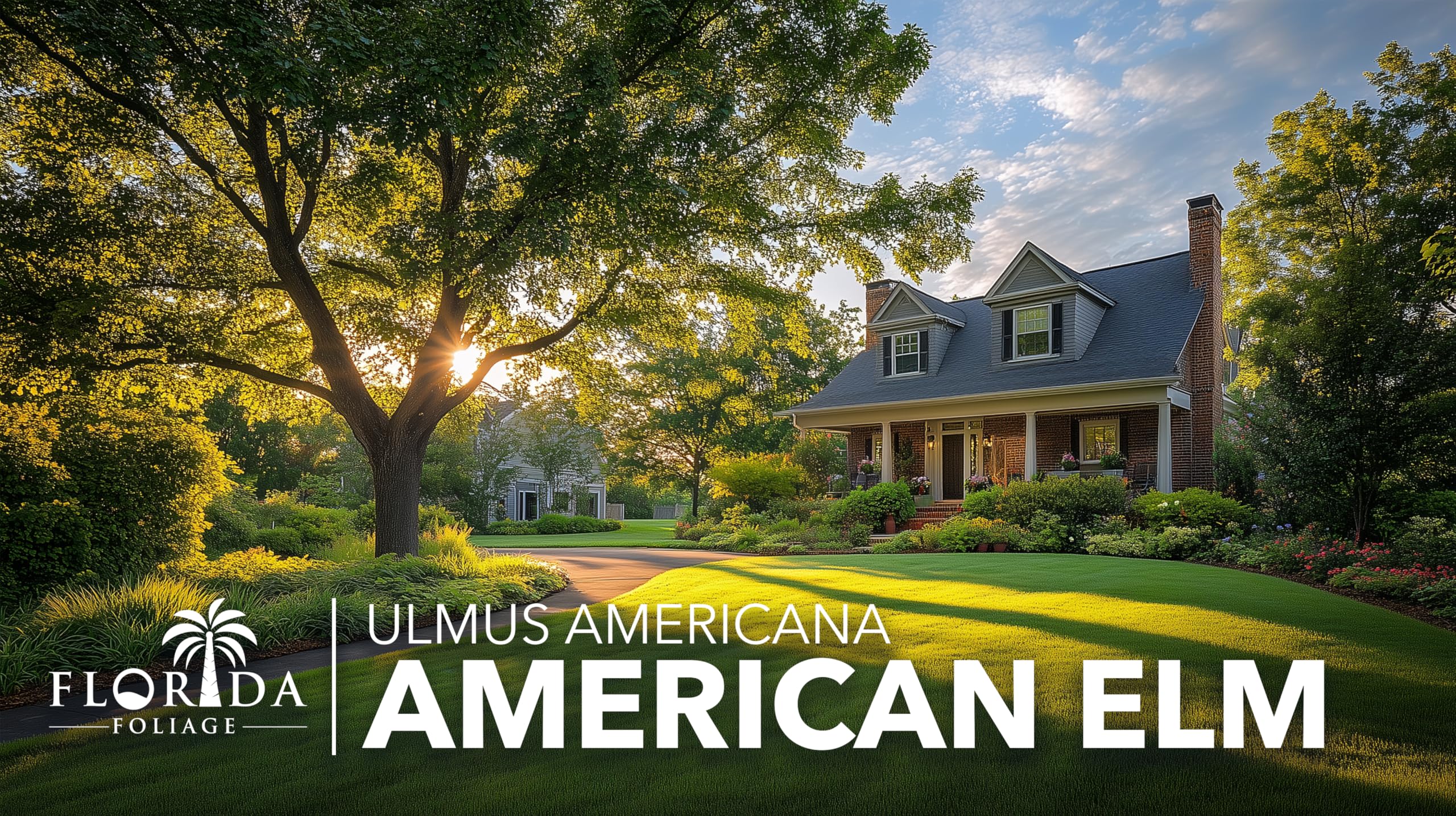Native Elm Tree Pack American Elm Trees - Set Of 3 Live Bare Root Ulmus ...