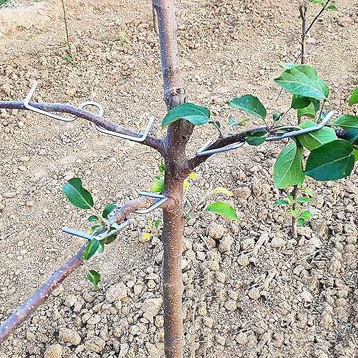 Amazon.com : WLSANX Fruit Tree Branches Fruit Tree Branch Spreader ...