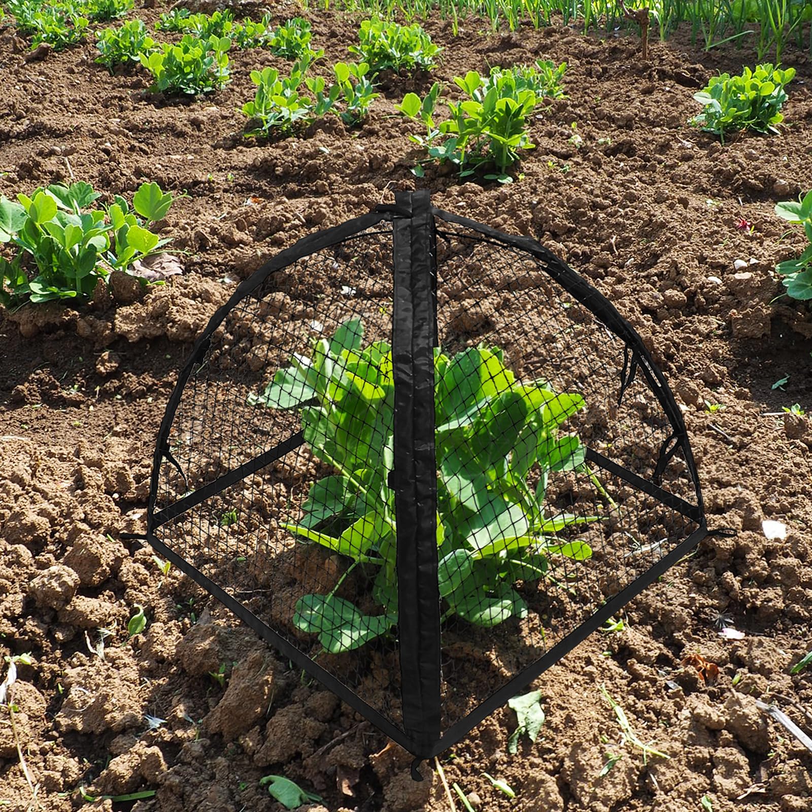 Strawberry Plant Covers