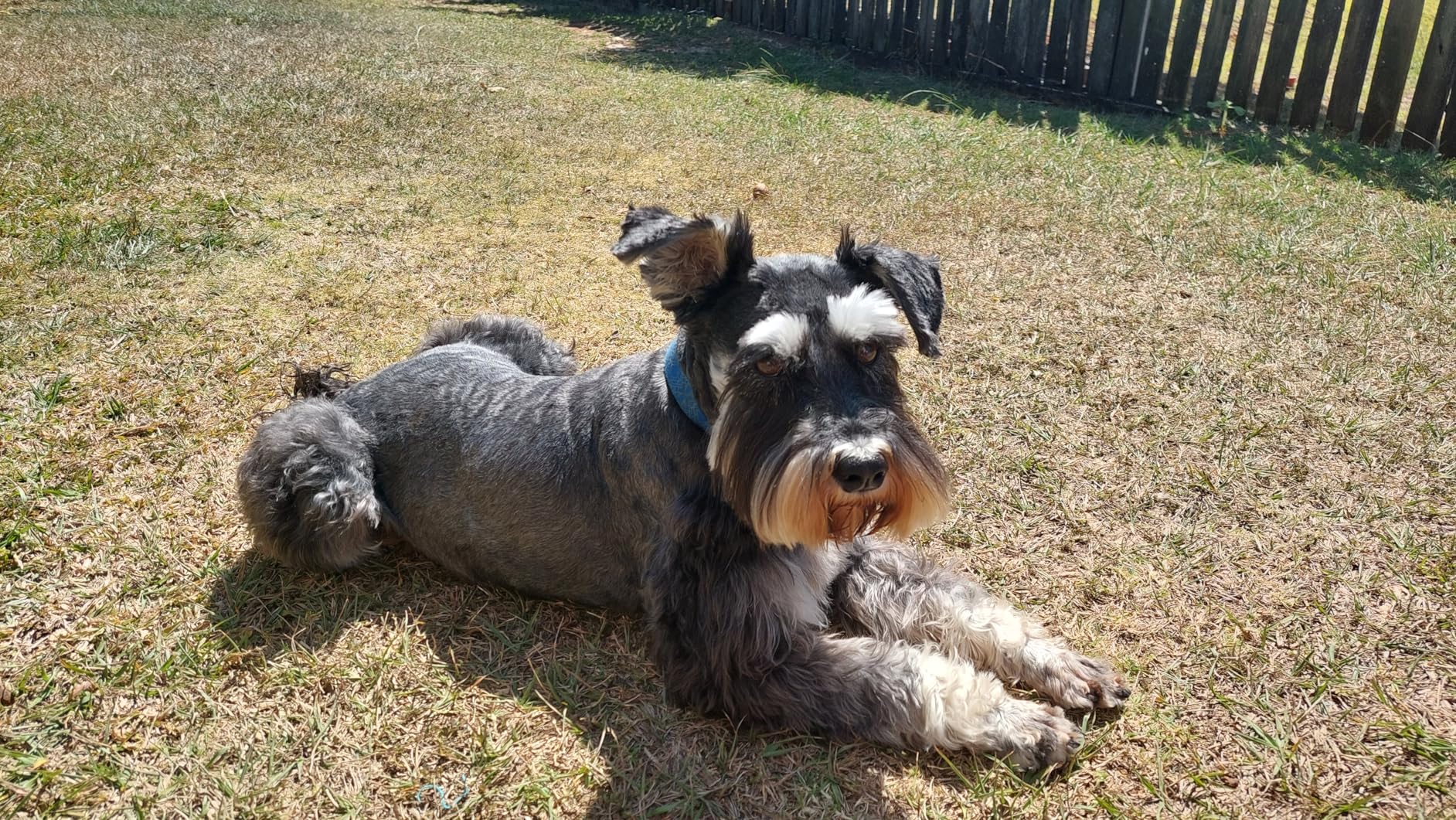 ALOVEEN OATMEAL SHAMPOO 250ML : Amazon.com.au: Pet Supplies