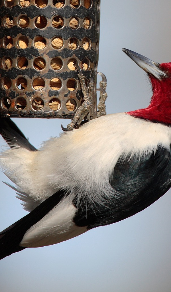 woodpecker Wallpaper -- HD Wallpapers of woodpecker! - App on the ...