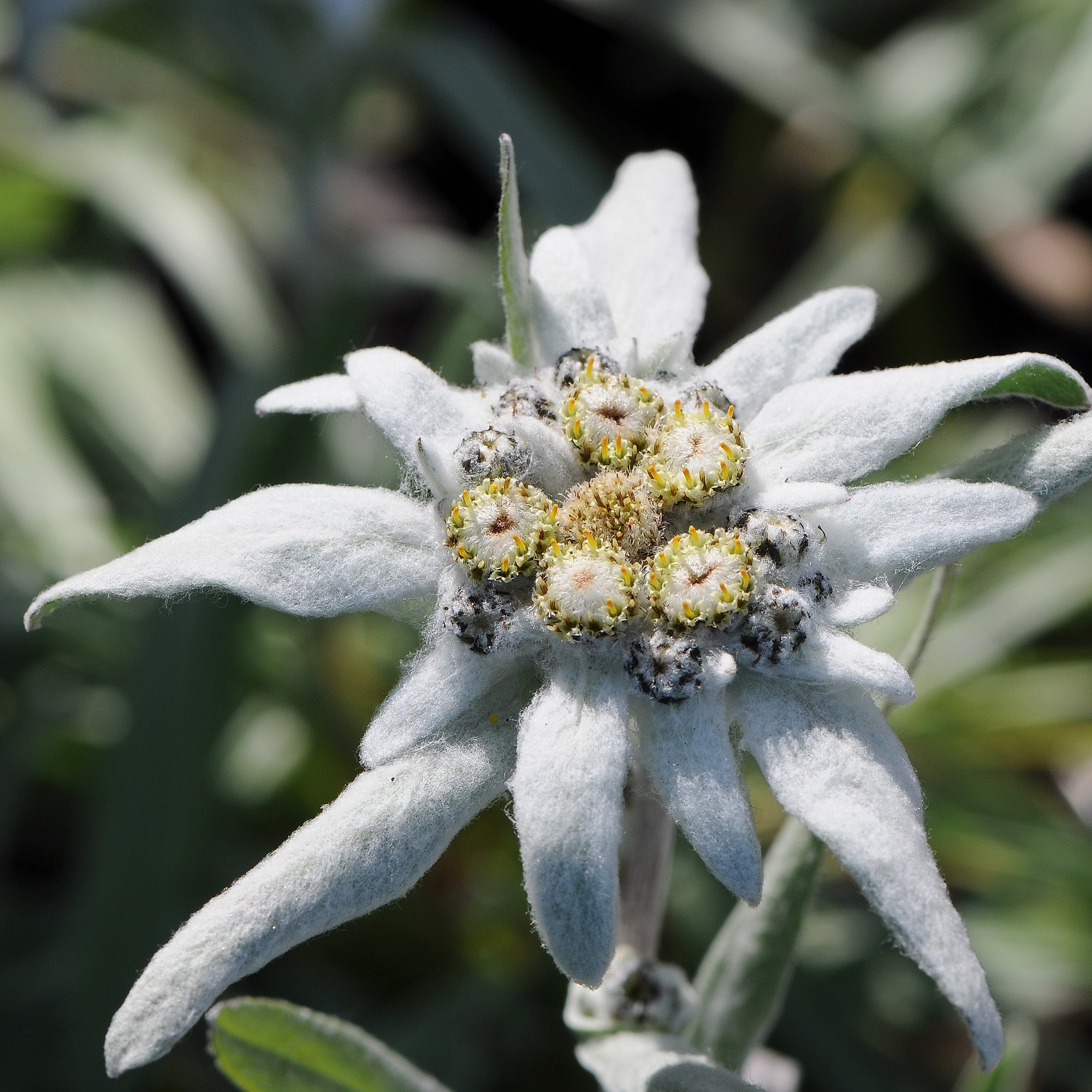 Amazon.com : Edelweiss Seeds (Leontopodium alpinum) Packet of 20 Seeds ...