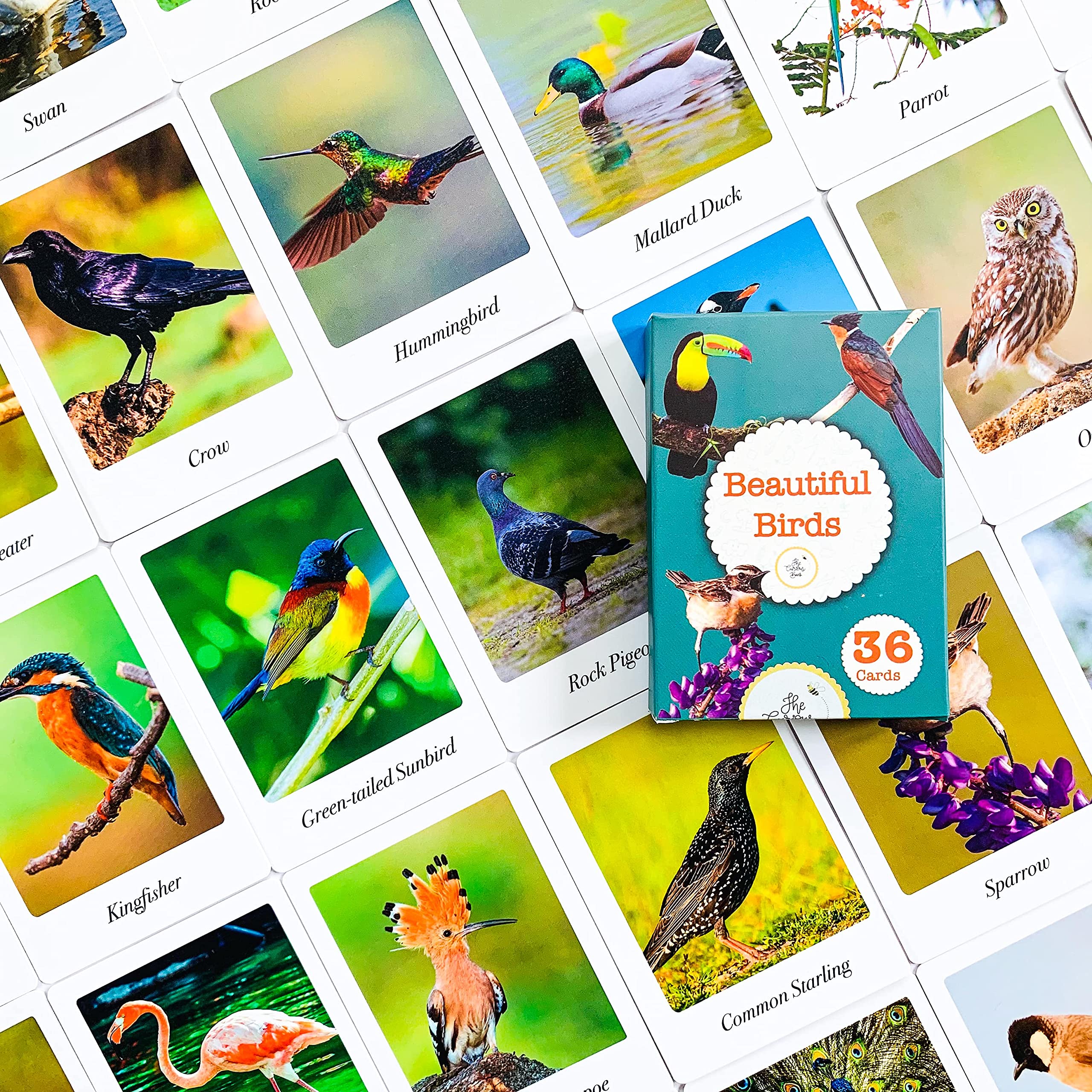 Buy The Curious Bees - Beautiful Birds Flash Cards | Flash Cards for ...