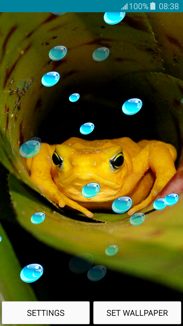 Live Wallpapers – Frog - App on Amazon Appstore
