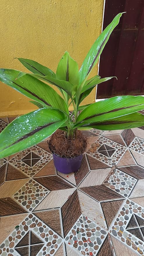 Chennai Bala Herbs Black Turmeric Live Plant (Kali Haldi) KaruManjal ...