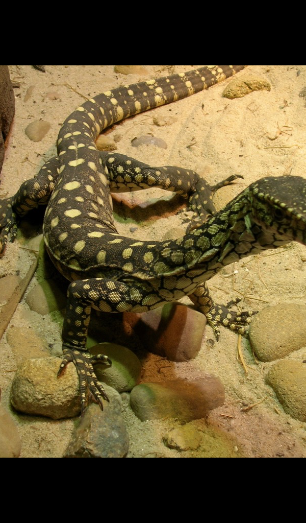 Lizard Wallpaper -- HD Wallpapers of Lizards! - App on Amazon Appstore
