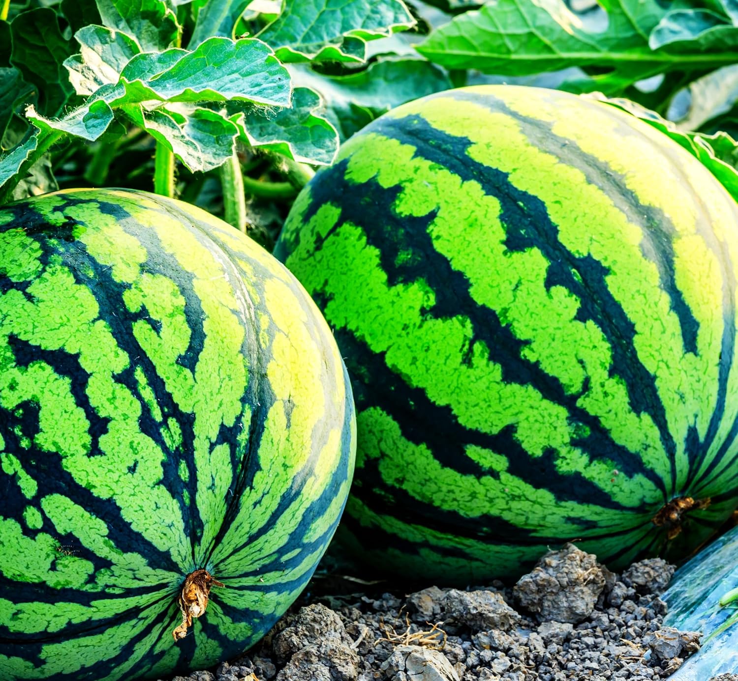 Amazon.com : Watermelon Seed Pack 40 pcs - Climbing Large Perennial ...