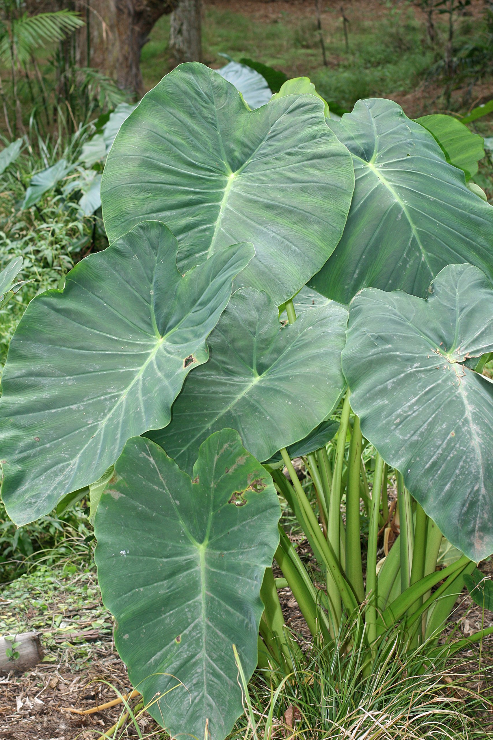 Malanga Planta Malanga