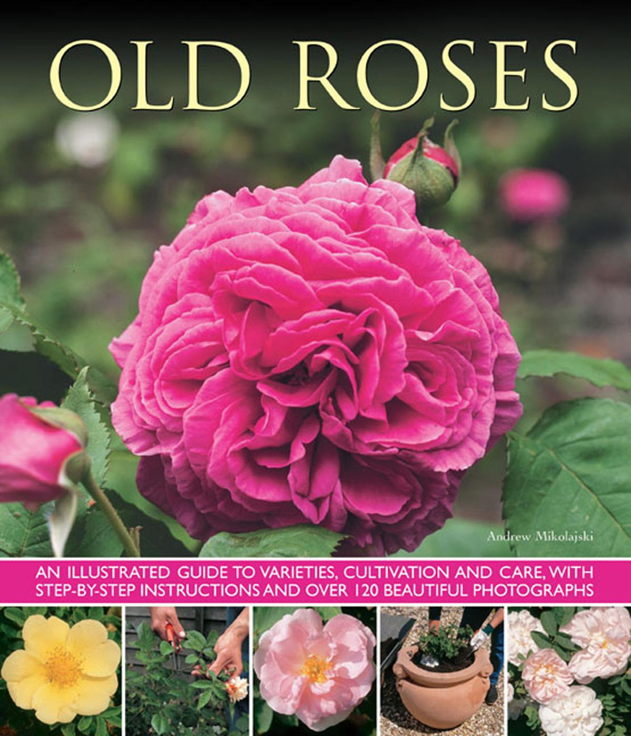 Old Roses: An Illustrated Guide To Varieties, Cultivation And Care ...