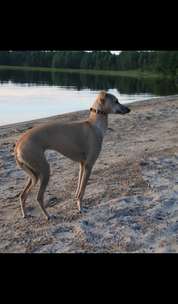 Cute Greyhound Wallpaper -- HD Wallpapers of Cute Greyhounds! - App on ...
