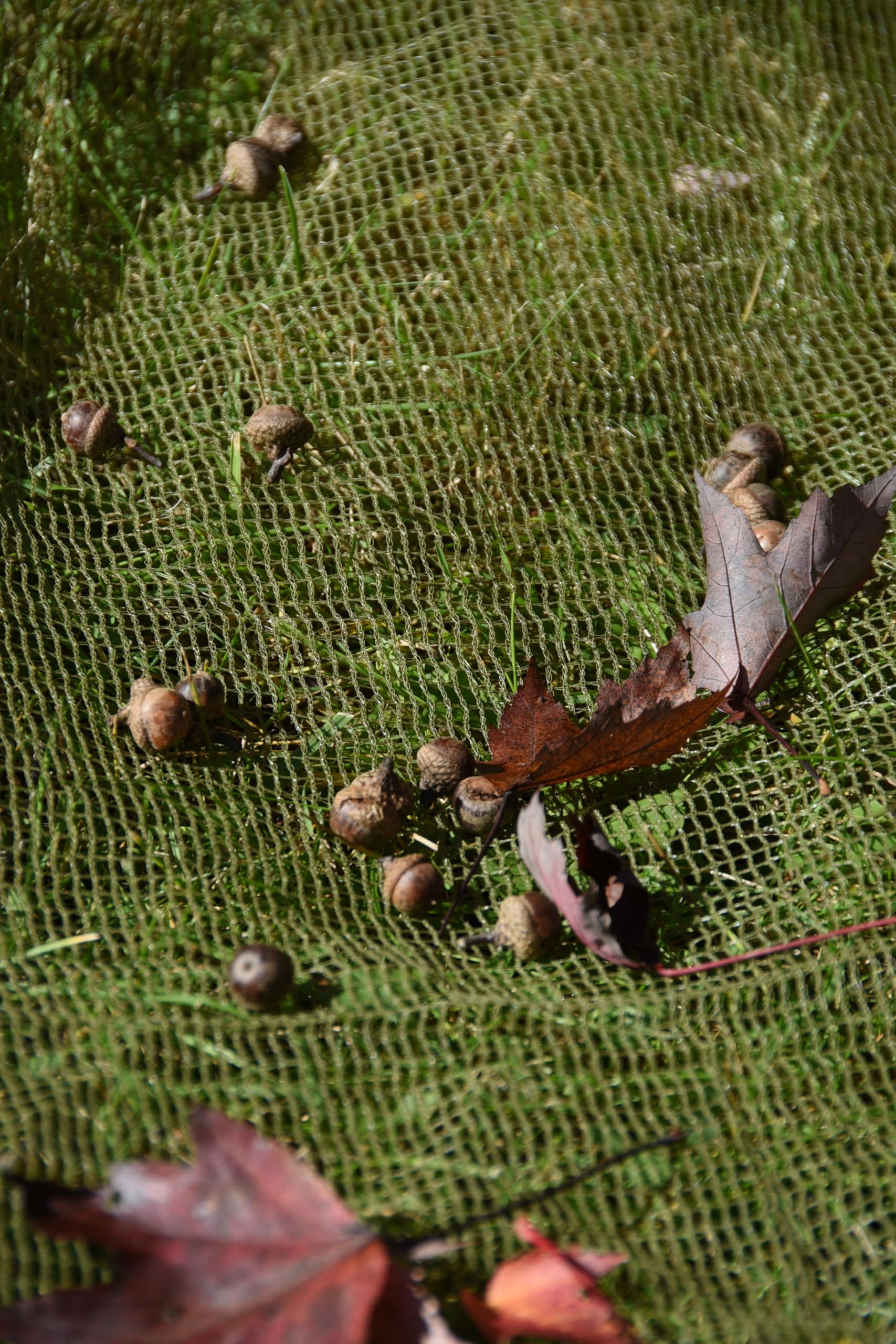 Acorn Catcher Net No Rake Leaf Collection Net - 16x20 Feet, Reusable ...