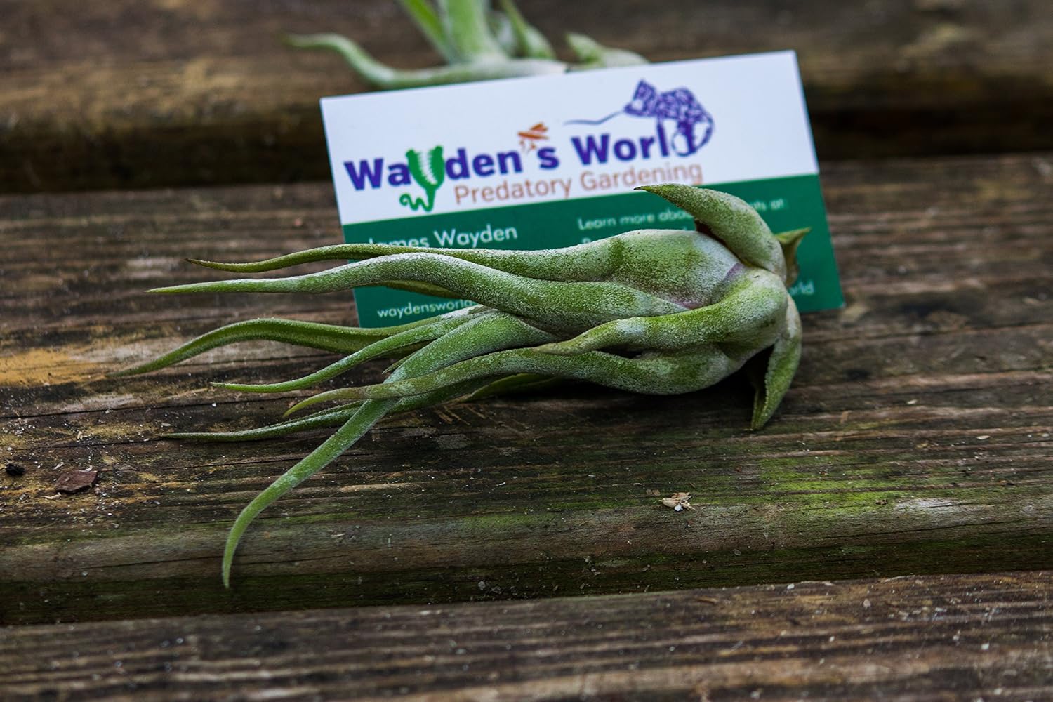 Amazon.com : Airplant Caput Medusae Small 2-4" Tillandsia Houseplant ...