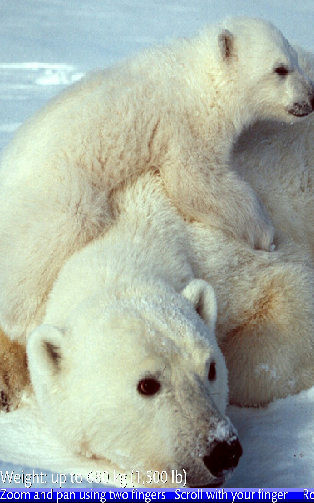 Wild Animals of the Arctic 2 - App on Amazon Appstore