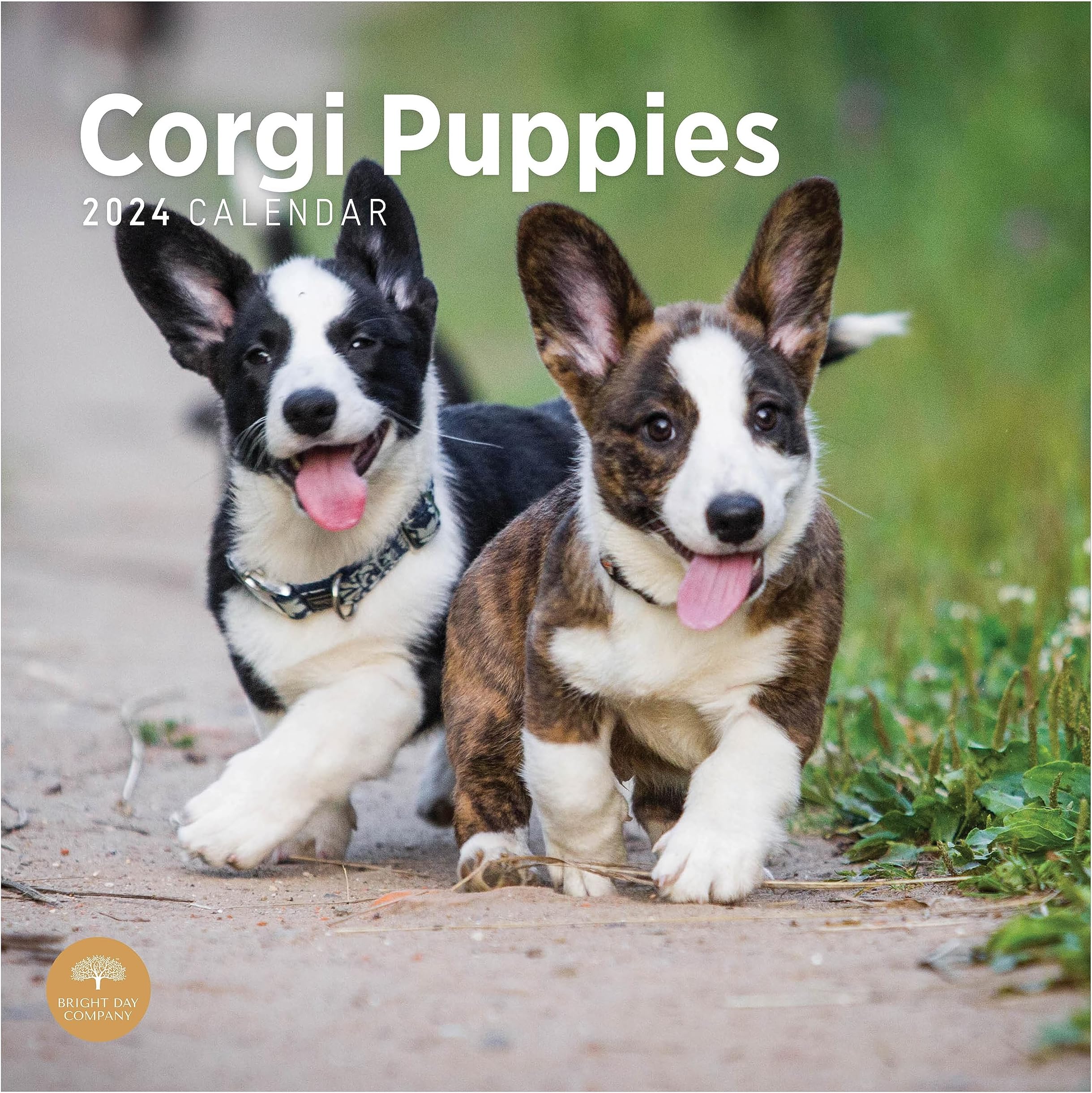 Amazon.com: Willow Creek Press Corgi Puppies Monthly 2024 Wall Calendar ...