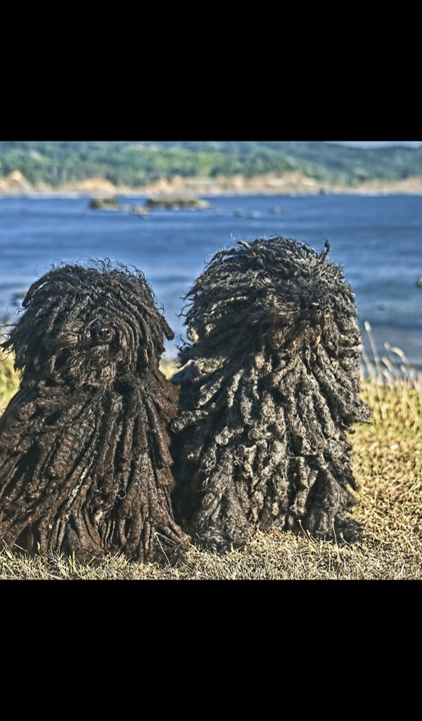 Puli Dog Wallpaper -- HD Wallpapers of Puli Dogs! - App on Amazon Appstore