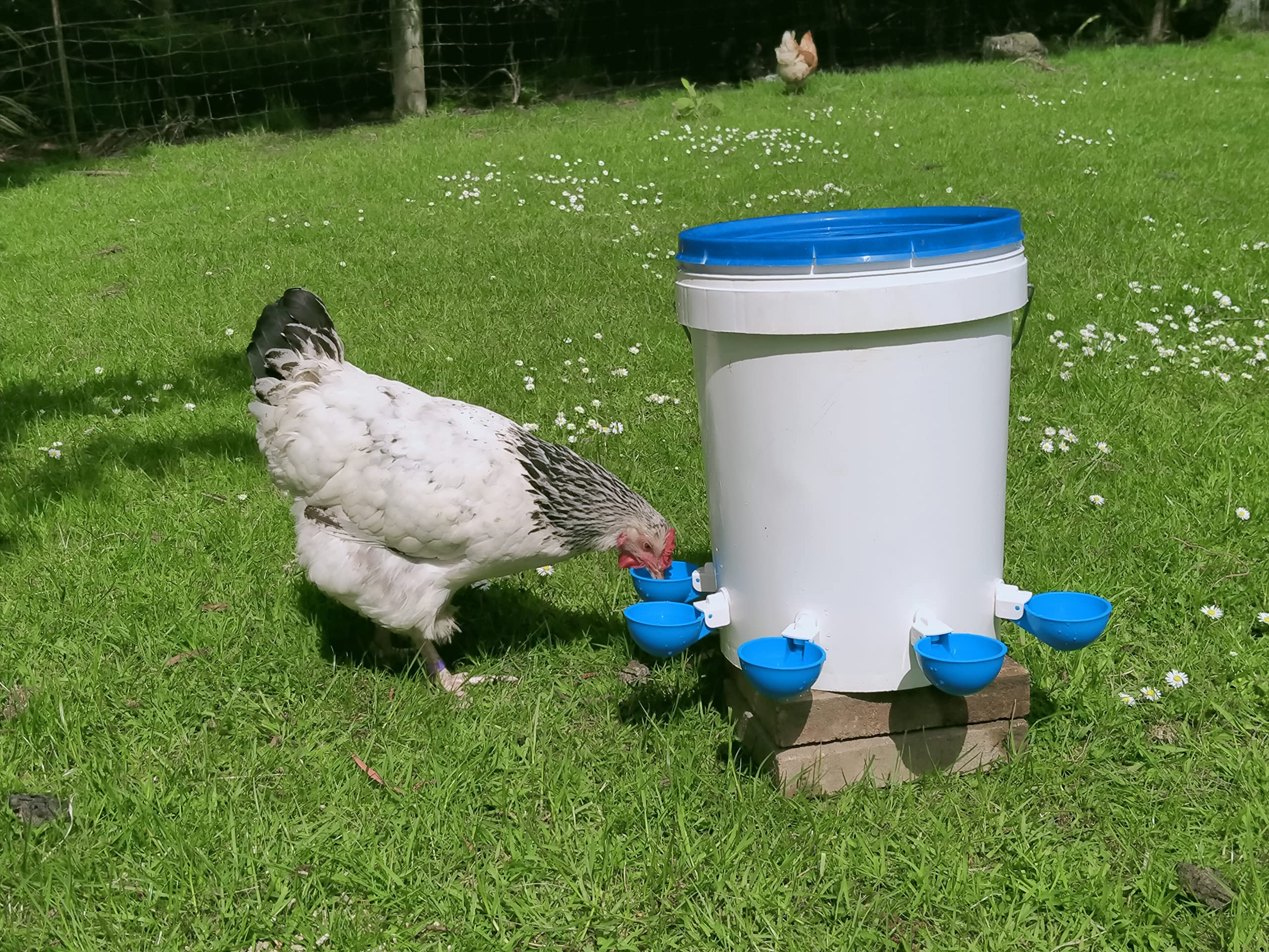 Large Automatic Chicken Water Cups - Chicken Waterer Suitable for Ducks ...