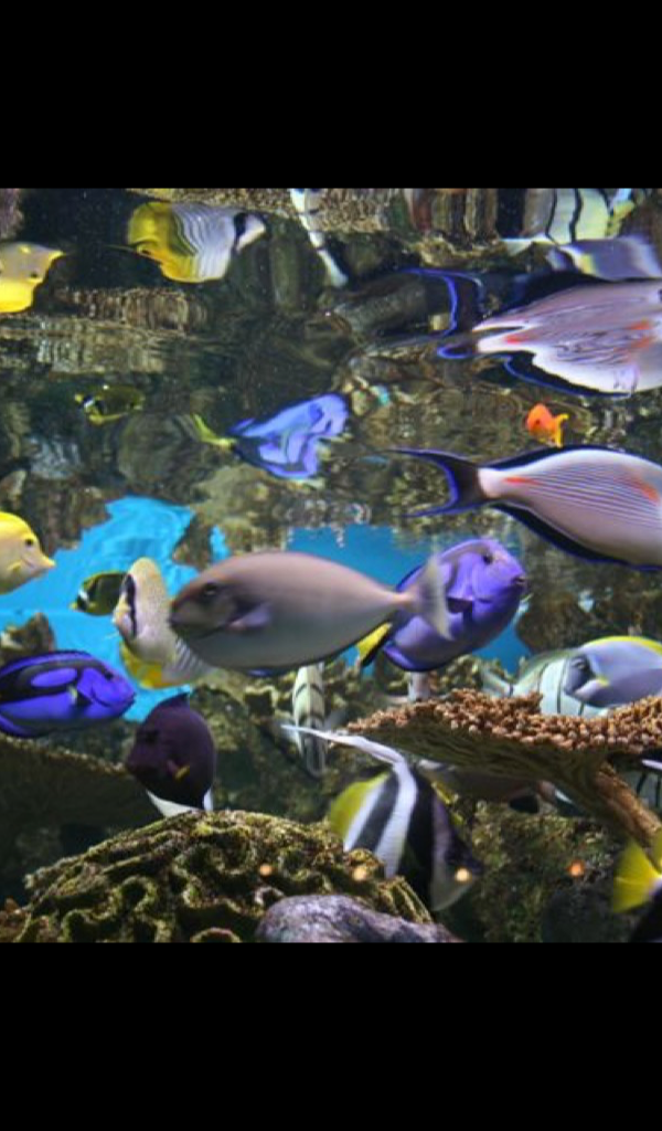 Tropical Fish Wallpaper -- HD Wallpapers of Tropical Fish!:Amazon.ca ...