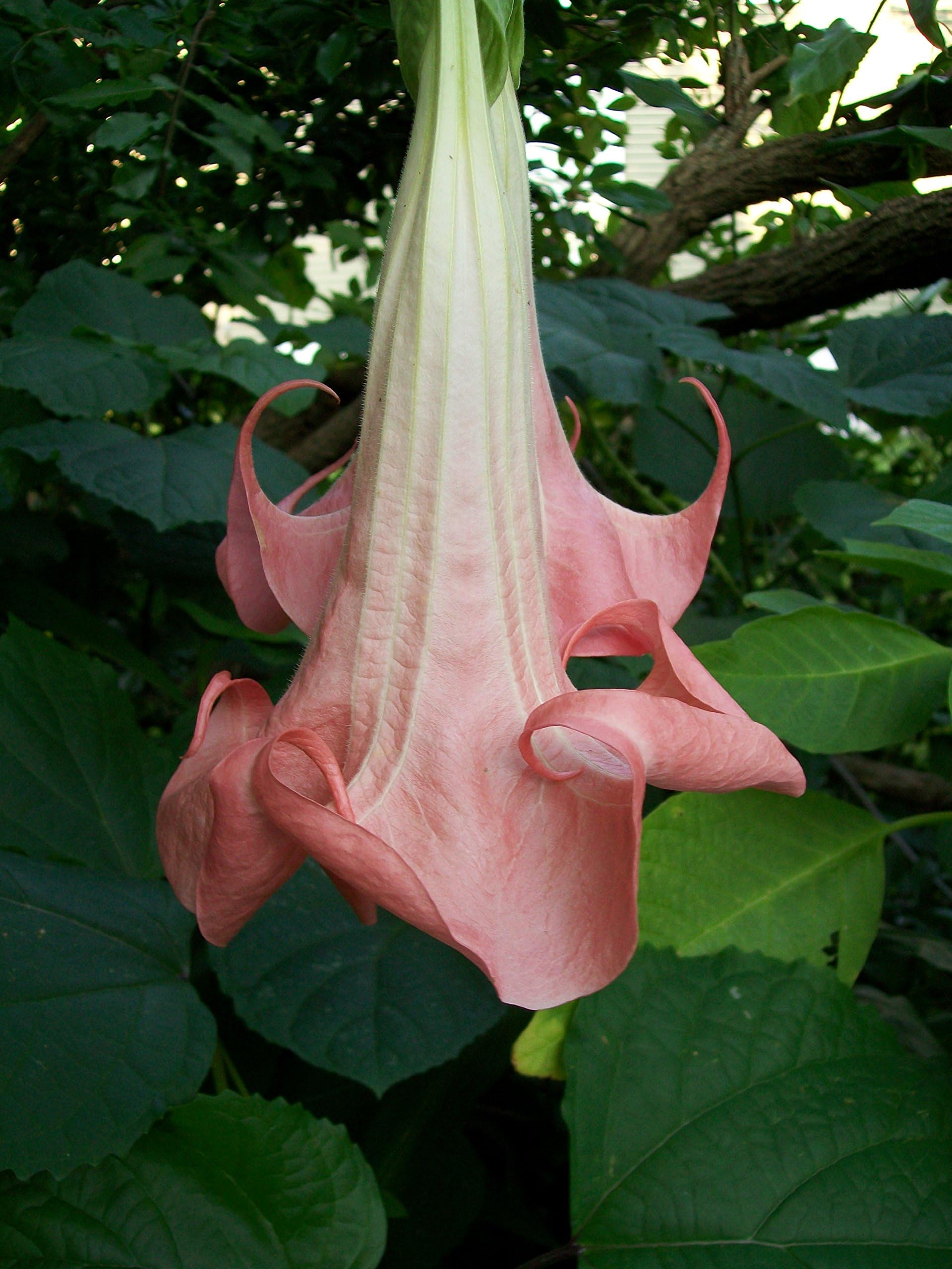 Amazon.com : Shredded White Fantasy Rare Brugmansia Angels Trumpet Live ...