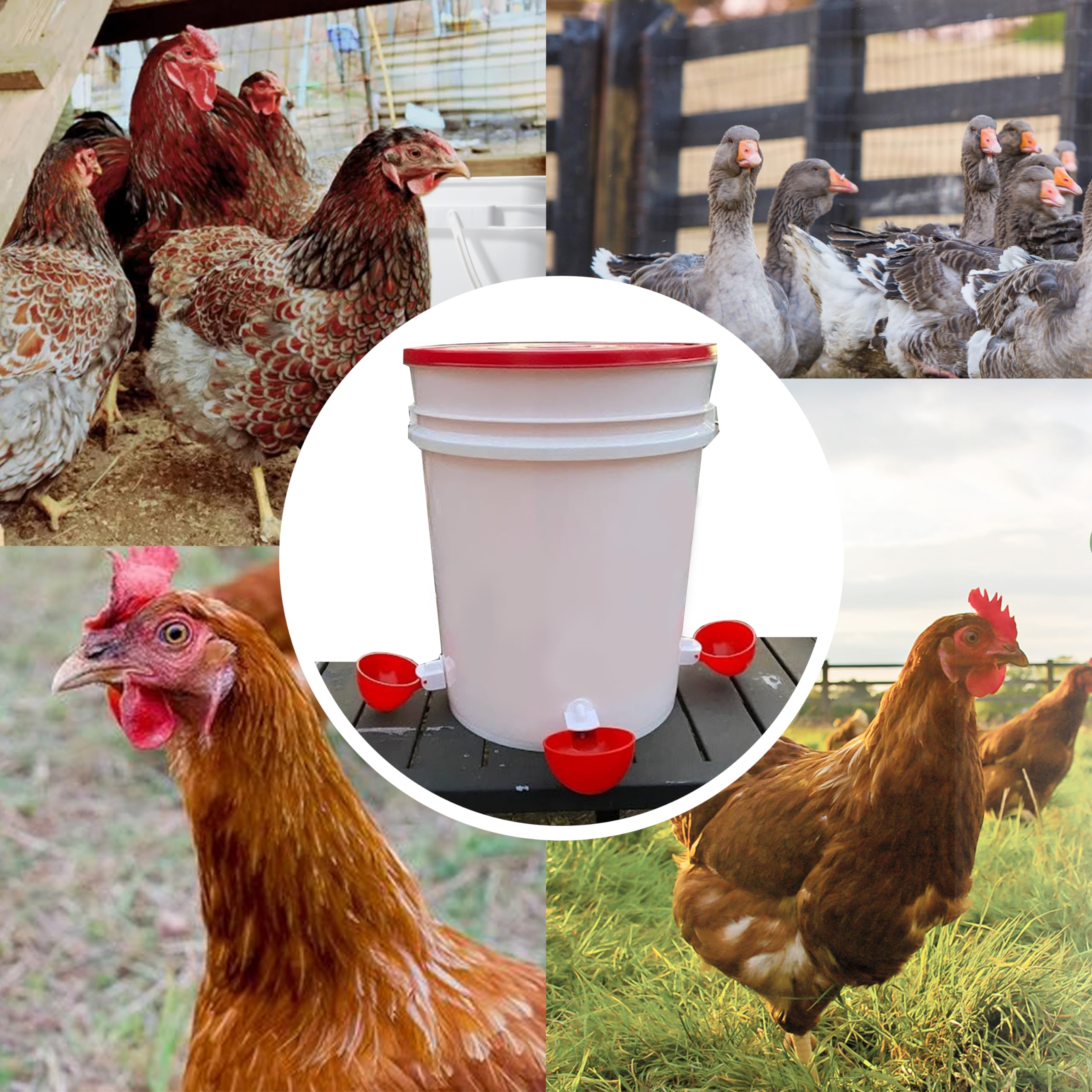 Snapklik.com : Large Poultry Waterer, Professional Chicken Water Cups ...