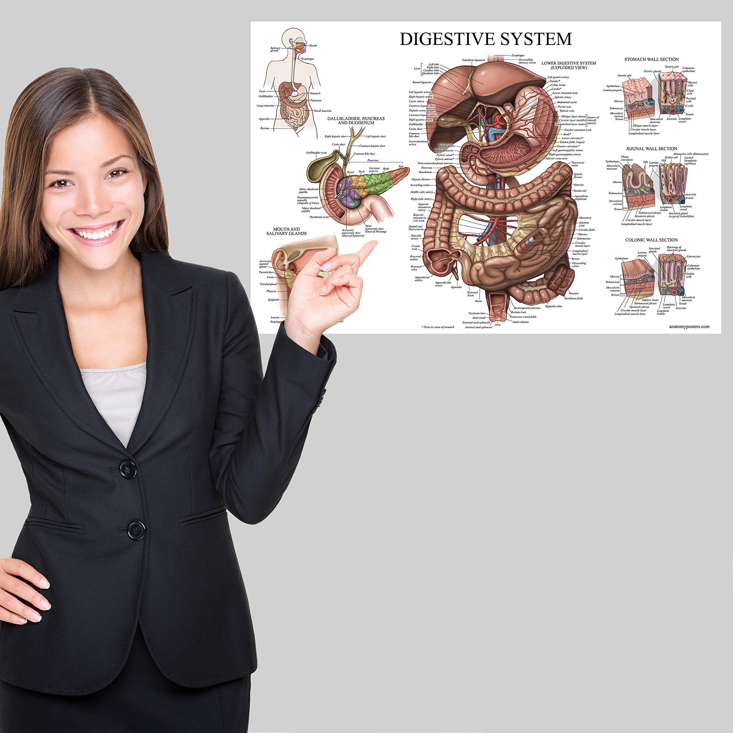 Laminated Digestive System Anatomical Chart - Gastroin...B07MC2YJM6 ...