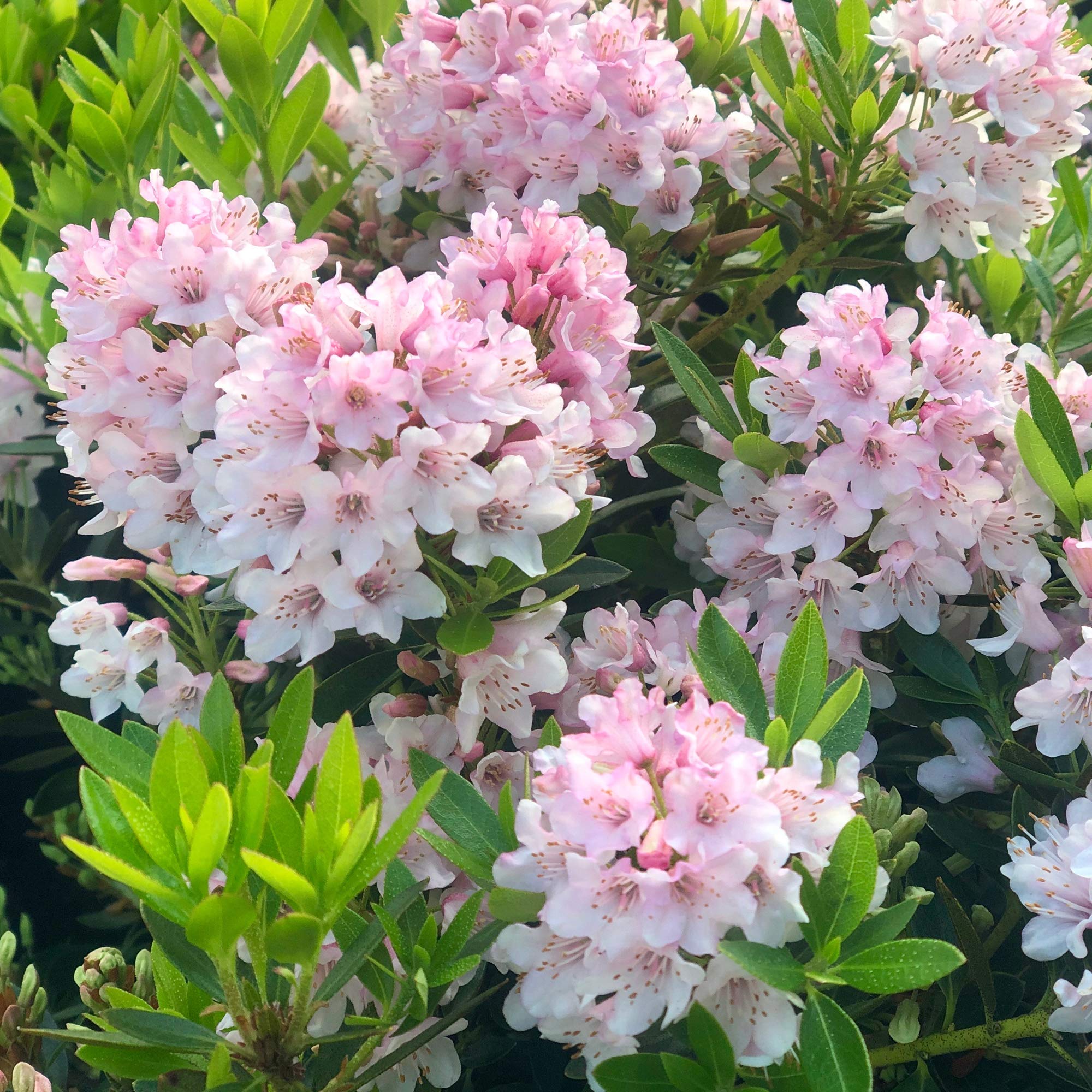 Evergreen Shrubs Rhododendron
