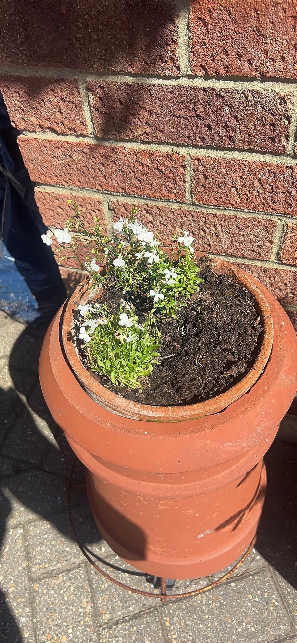 Lobelia Trailing Mix 24 Pack - 2 Trays of 12 - Great Value - Lovely Mix ...