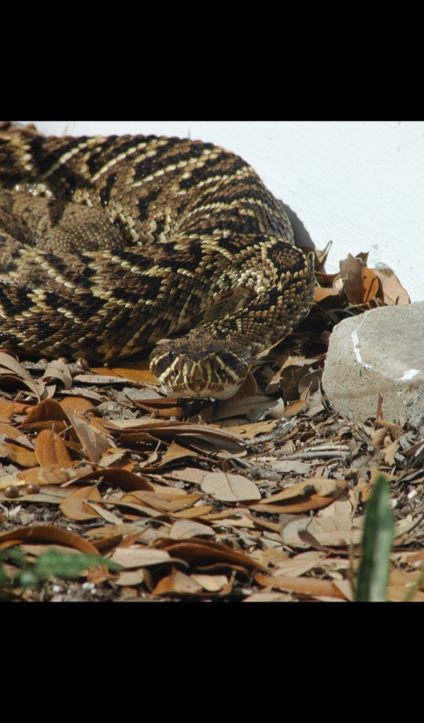 diamondback snake Wallpaper -- HD Wallpapers of diamondback snakes ...
