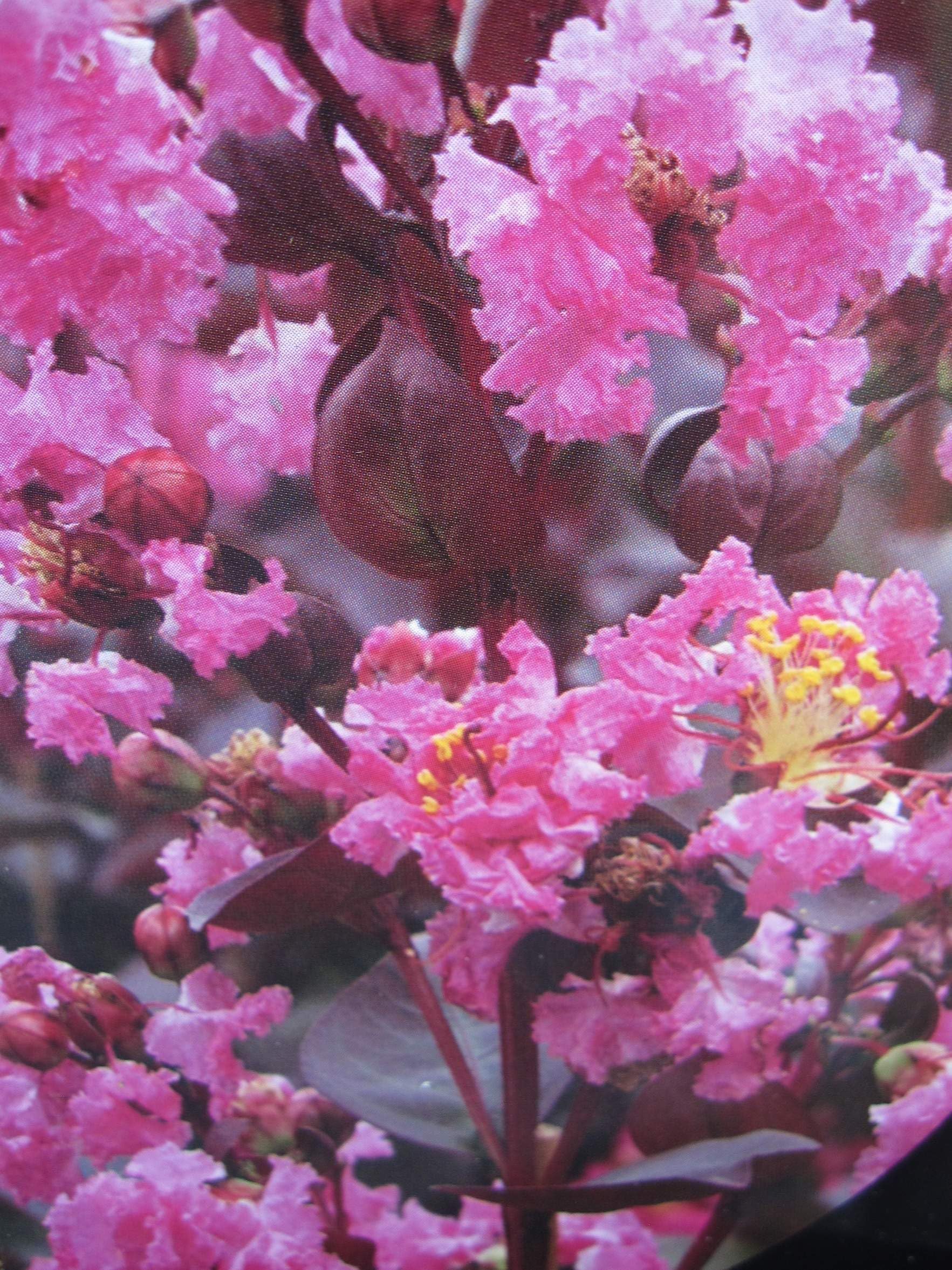 Lagerstroemia indica Rhapsody in Pink - Chinesische Kräuselmyrte - 30 ...