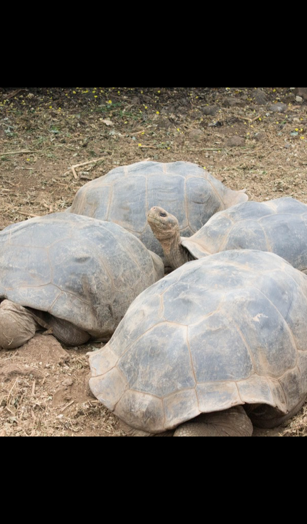 giant turtle Wallpaper -- HD Wallpapers of giant turtles! - App on the ...