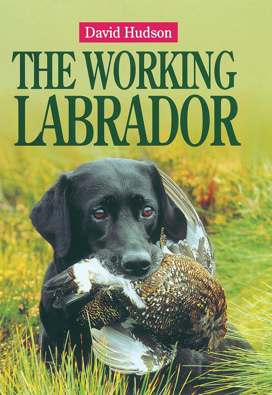 Amazon.com: The Working Labrador eBook : Hudson, David: Kindle Store
