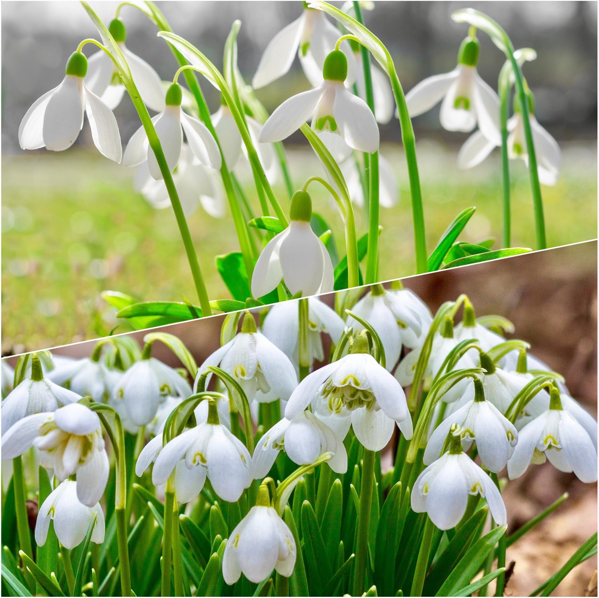 100 Snowdrop Bulbs "Galanthus Nivalis". Free UK P&P : Amazon.co.uk: Garden