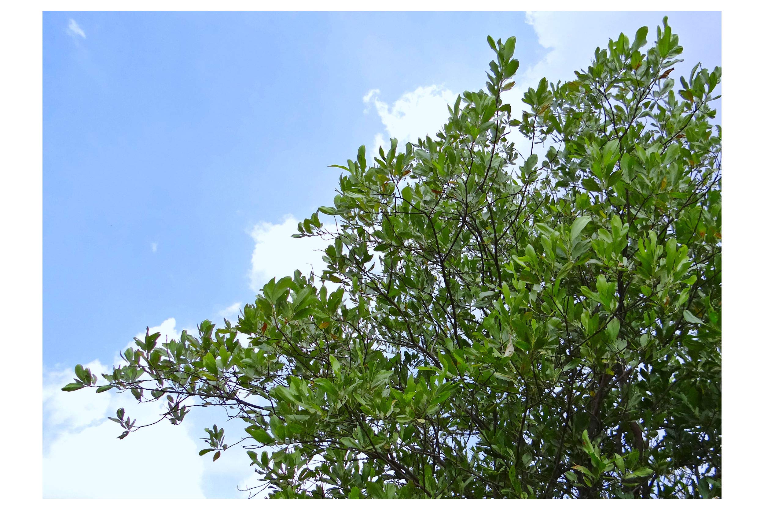 Amazon.com: Acacia mangium 10 Seeds Hickory Wattle Tree Multi Purpose ...