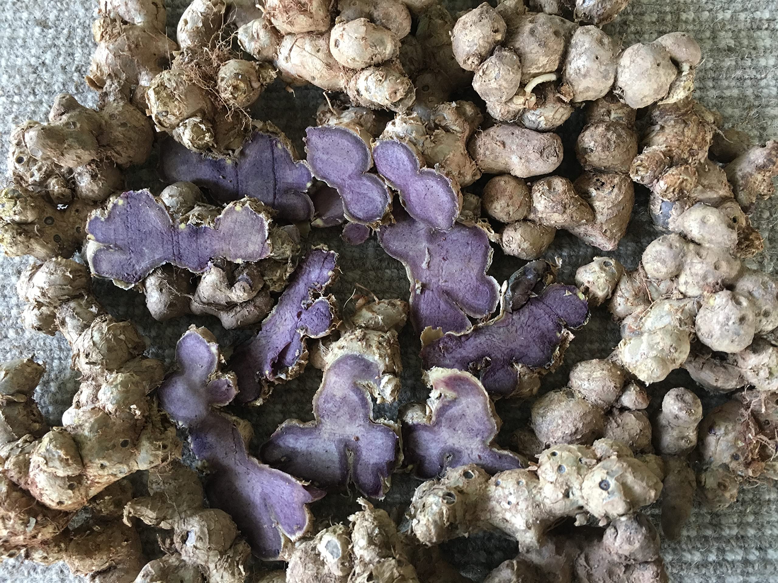 Seedstores : Kaempferia Parviflora Rare Black Ginger Krachai Dum or Tai ...