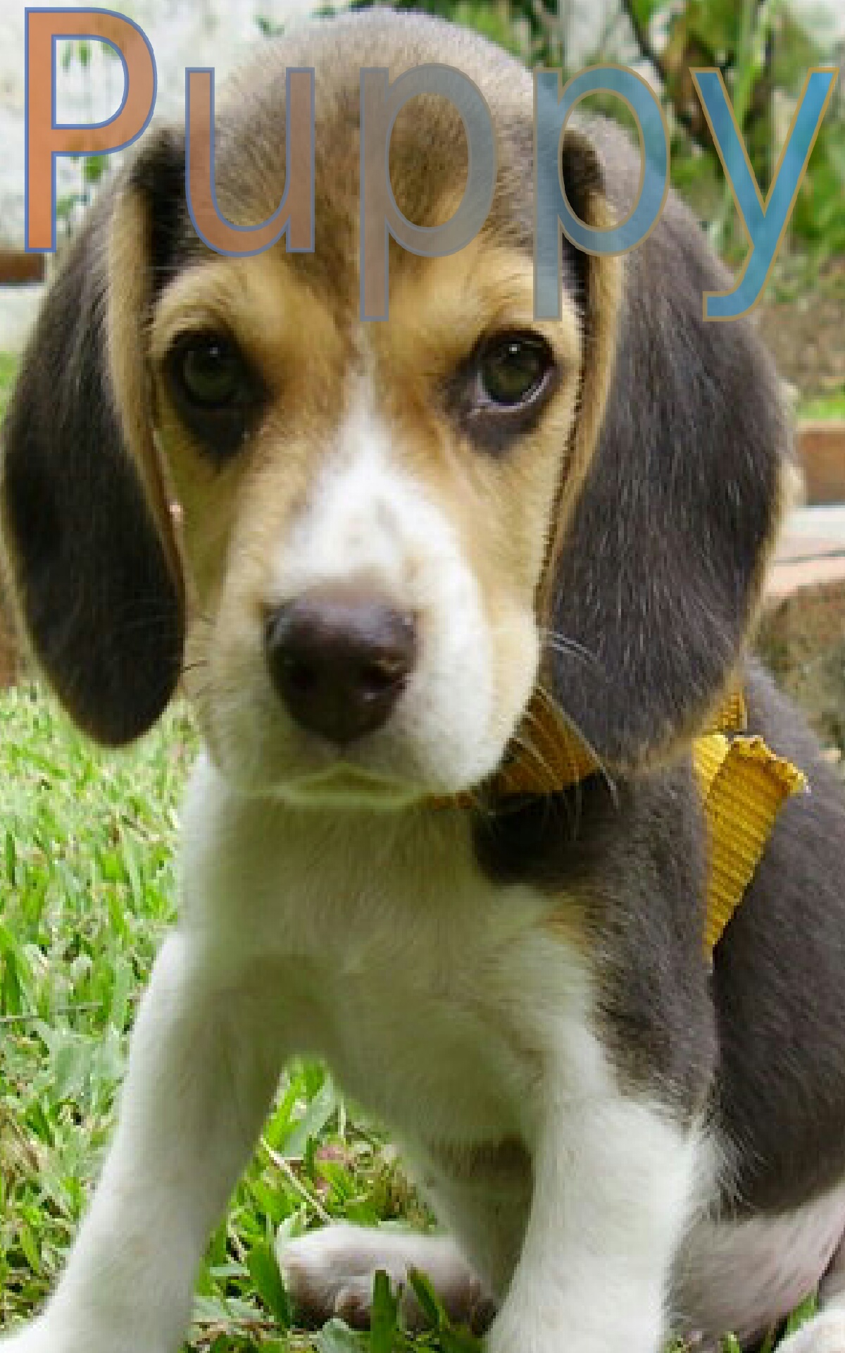 Baby Animals 2 - App on Amazon Appstore