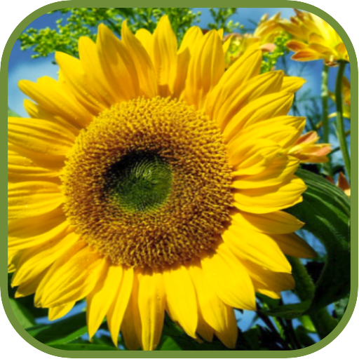 Hot Sunflower Wallpapers - App on Amazon Appstore