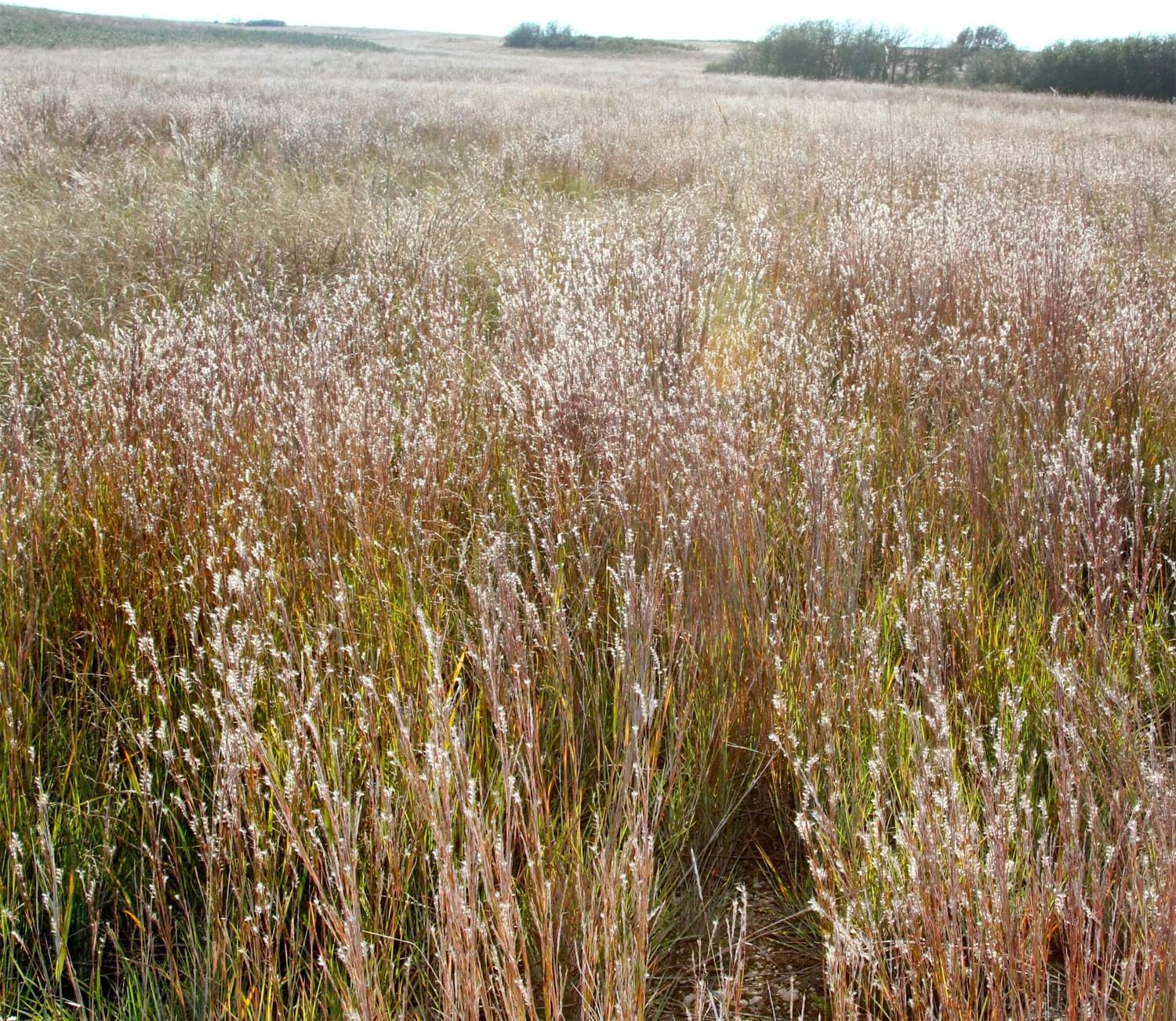 Amazon.com : Outsidepride 5 lb. Perennial Southeast Native Grass Seed ...