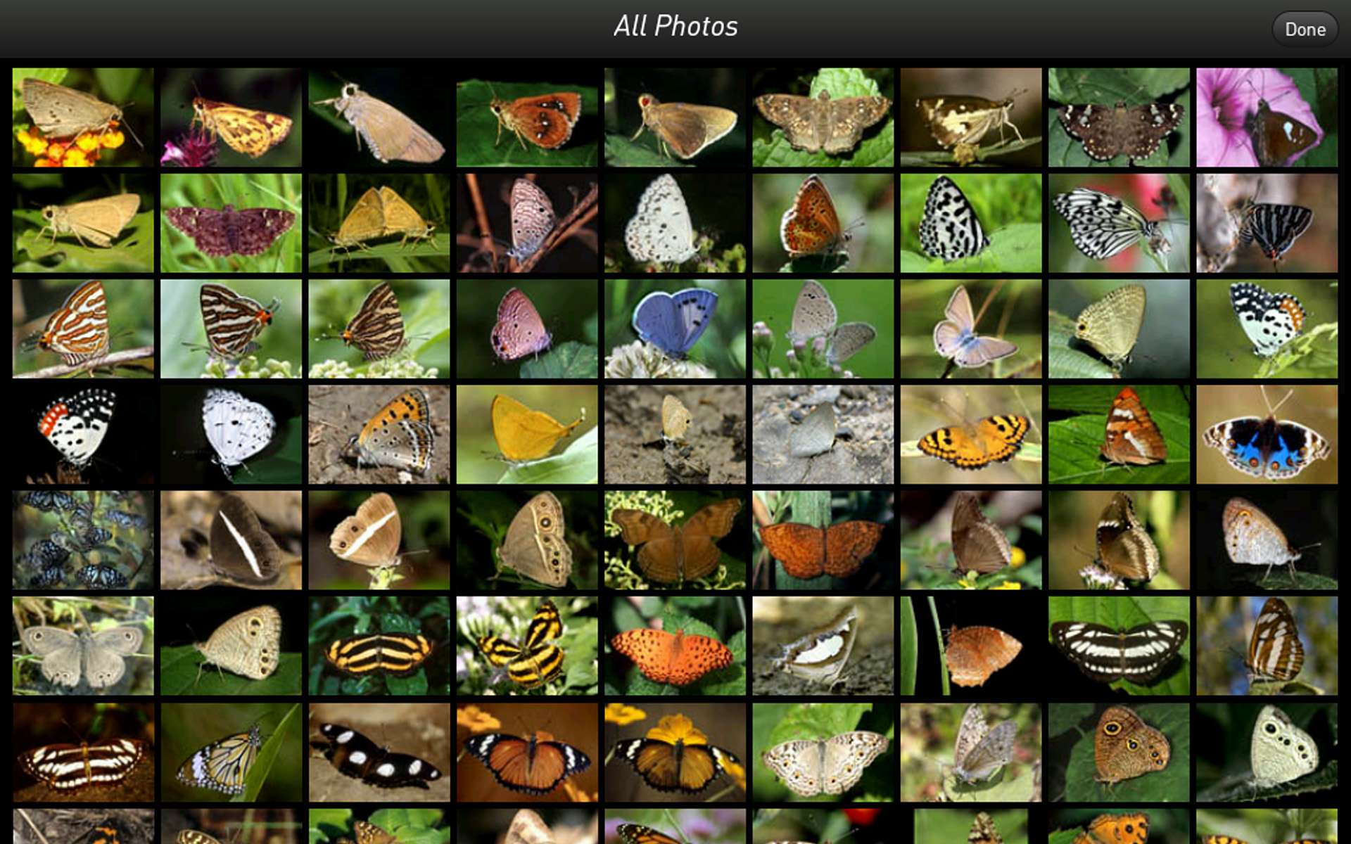 Butterfly eGuide - App on Amazon Appstore