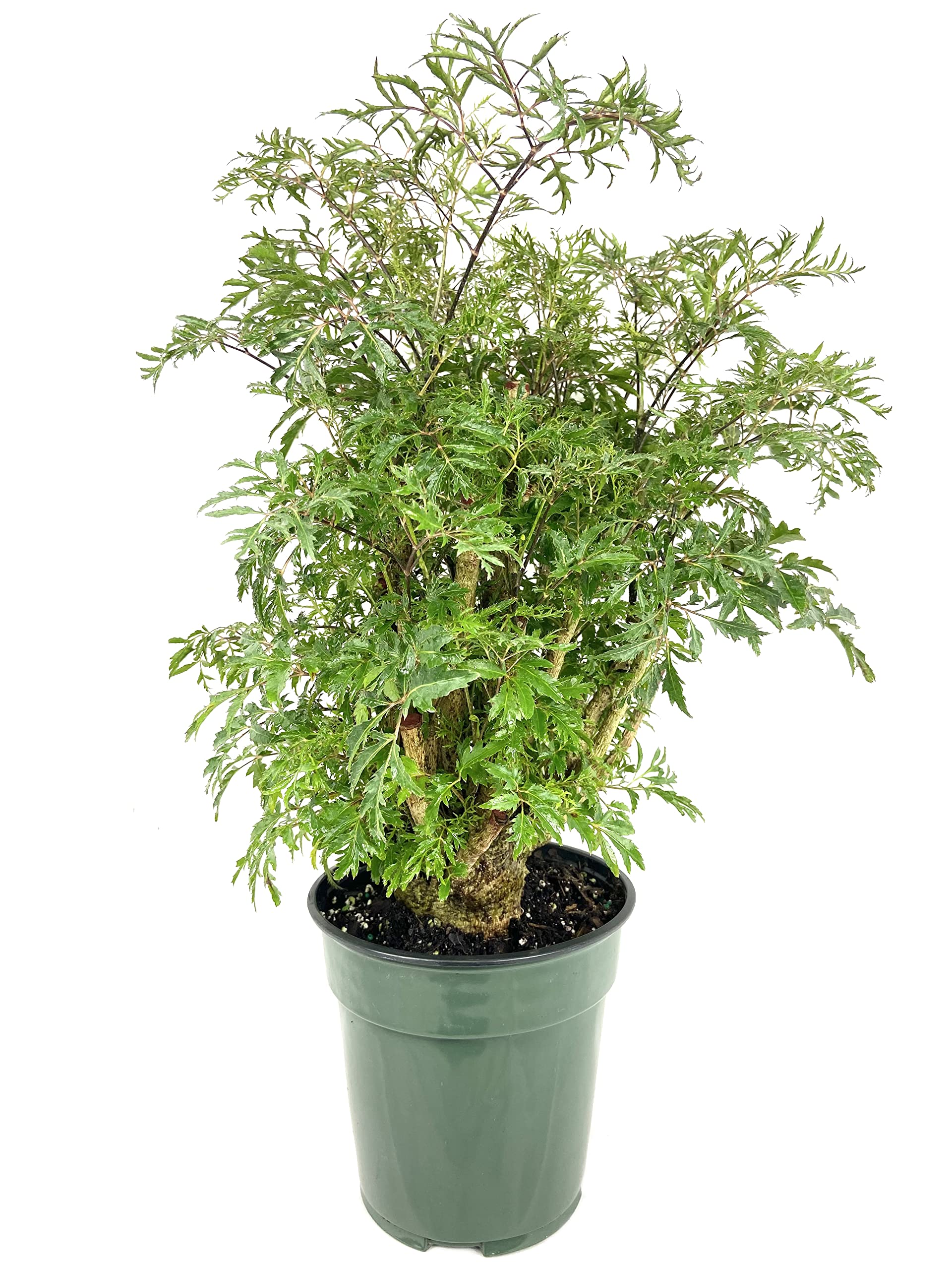 Buy Ming Aralia - 5 Live s in 6 Inch Pots - Polyscias Fruticosa ...